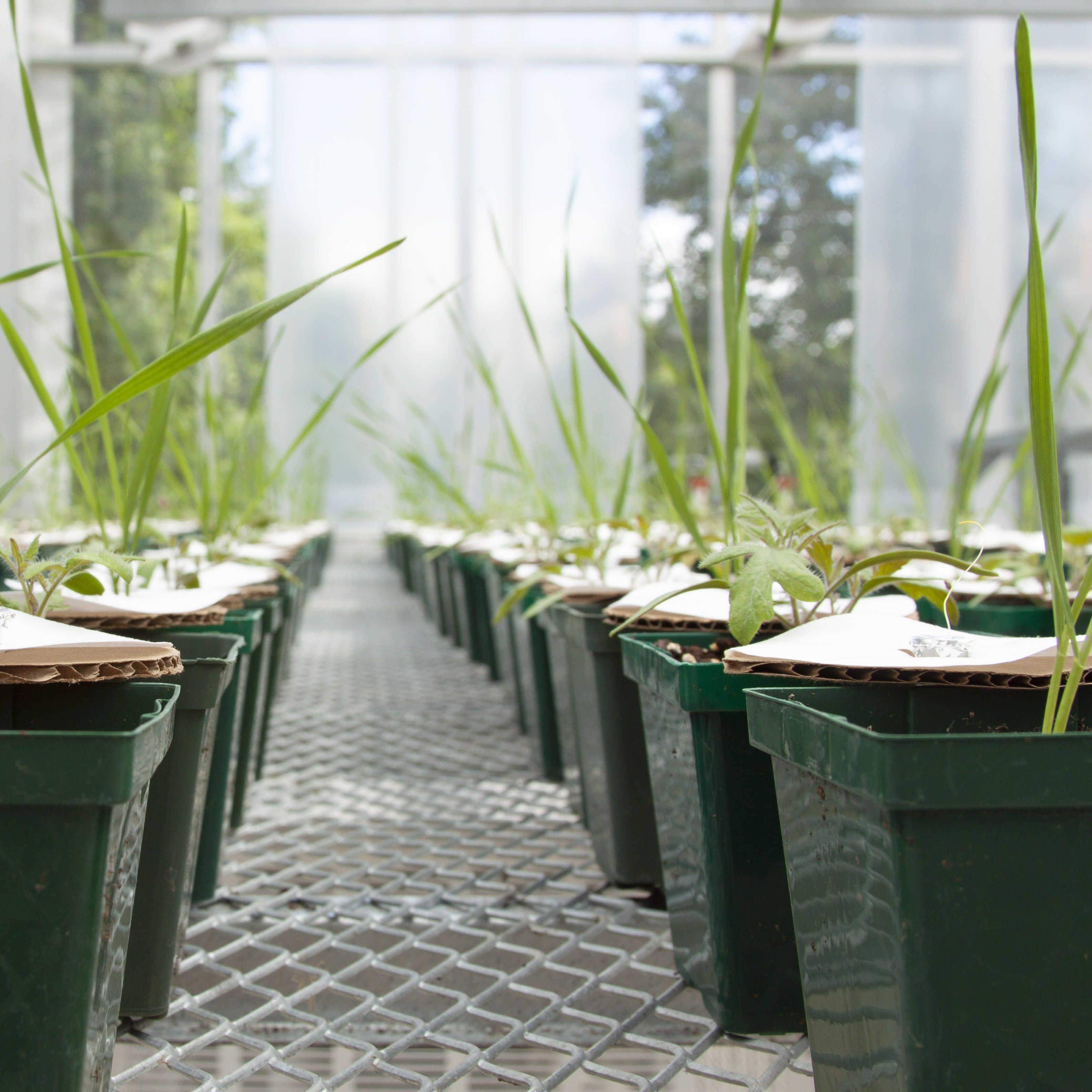 Chemical Ecology Lab — Department of Entomology